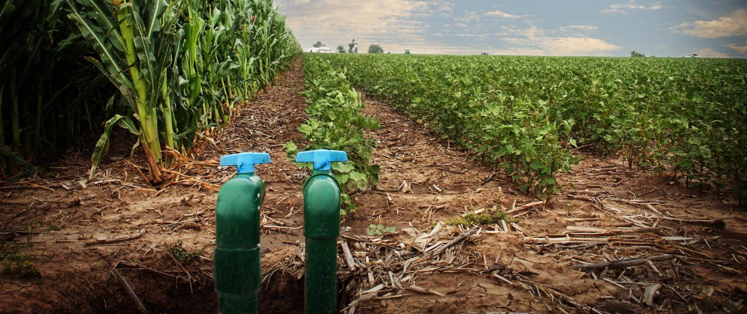 Quenching Cotton's Thirst: Reducing the Use of Water in the Cotton ... Quenching Cotton's Thirst: Reducing the Use of Water in the Cotton ...
